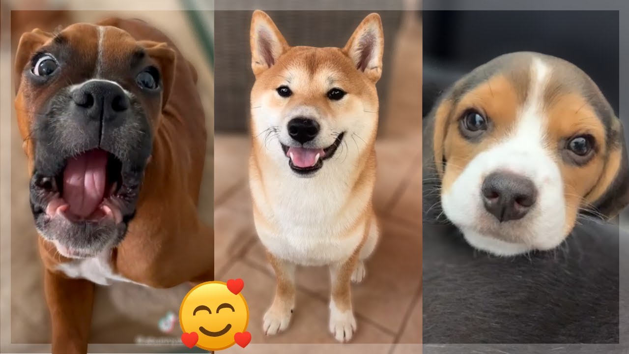 DOGS That Can Put You In Happy Mood Instantly 🐶