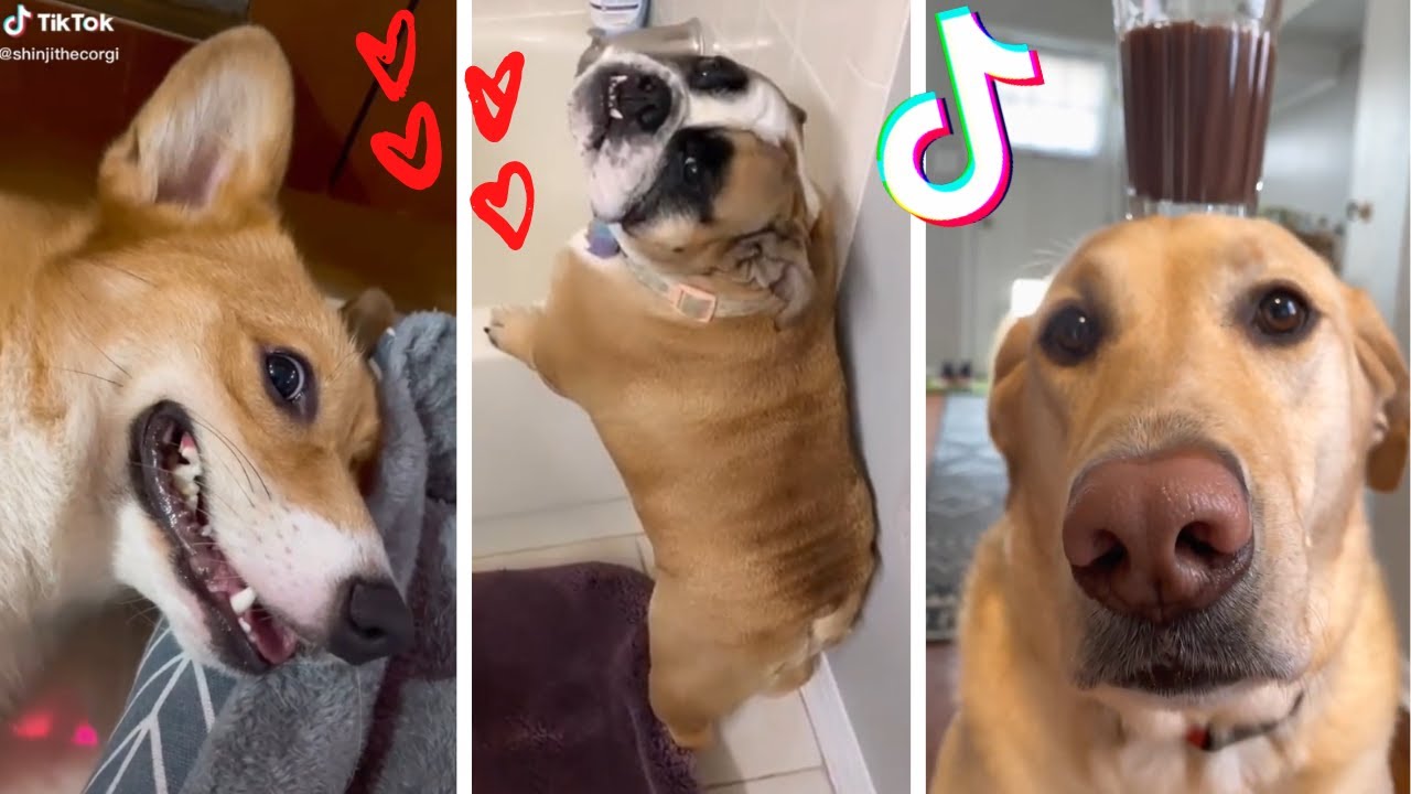 Dogs Doing Funny Things TIK TOK 🤣 Cutest Puppies TikTok Compilation 🥰